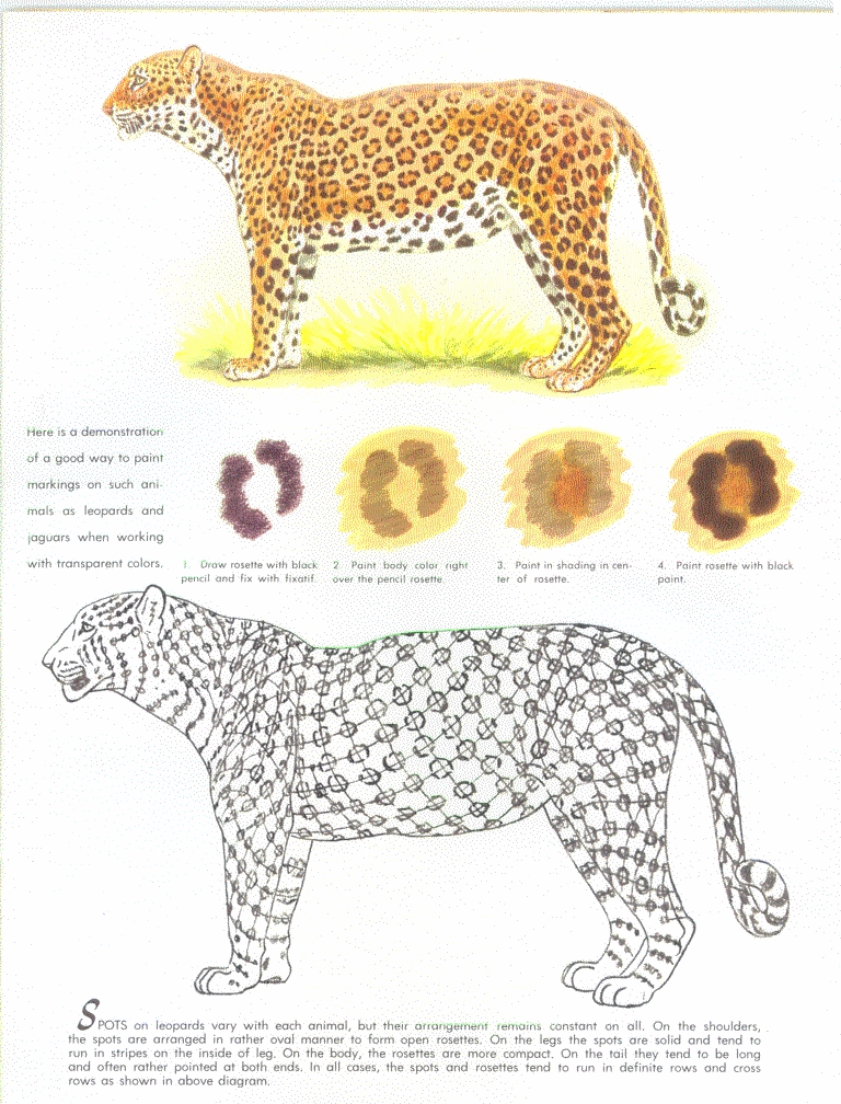 Leopard Diagram